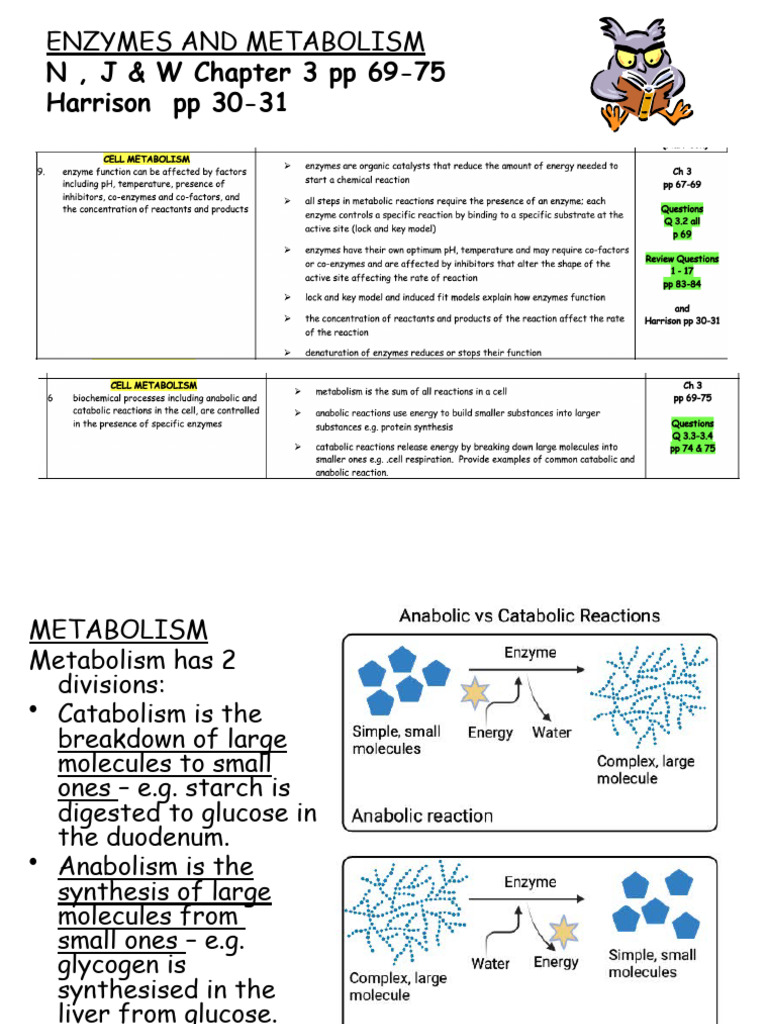 1 Enzymes and Metabolism Jo 2024 | PDF | Enzyme | Metabolism