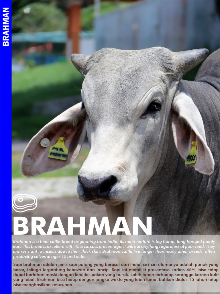 Katalog Sapi Brahman BBIB Singosari | PDF
