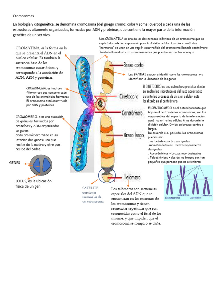 Cromosomas 5 | PDF | Cromosoma | Mitosis