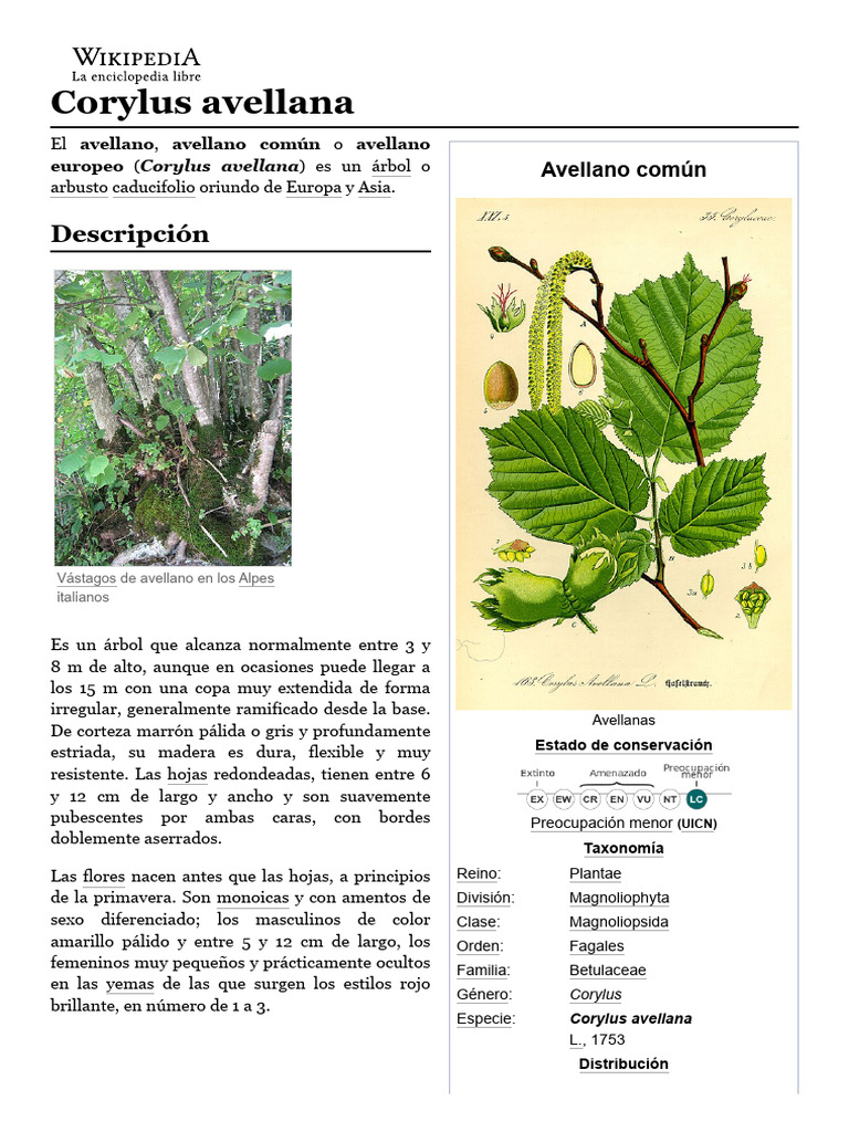 Ficha Corylus avellana | PDF | Botánica | Horticultura