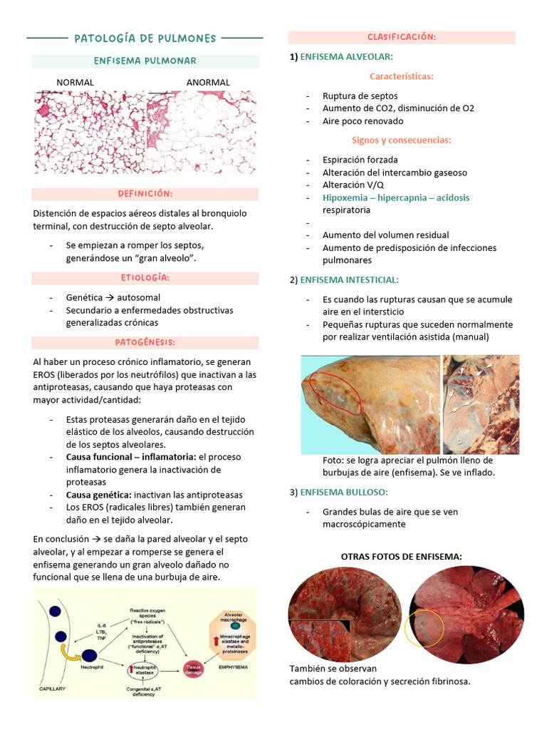 Anato Pato C2 P2 - Respiratorio | PDF | Neumonía | Medicina CLINICA