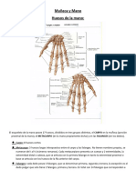 Anatomía de las Falanges de la Mano | PDF | Mano | Articulación