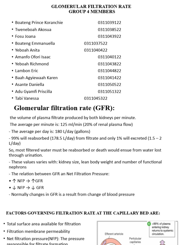 GFR Physiology | PDF | Kidney | Physiology