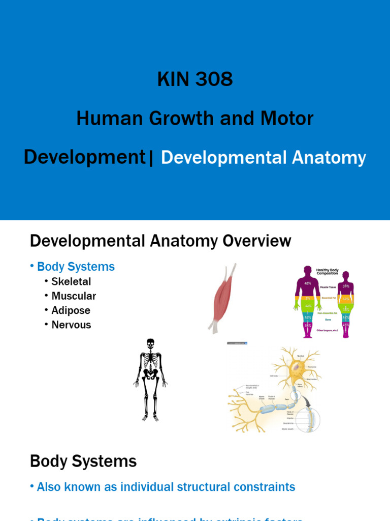 KIN - 308 - Developmental Anatomy - Fall2023 | PDF | Bone | Osteoporosis