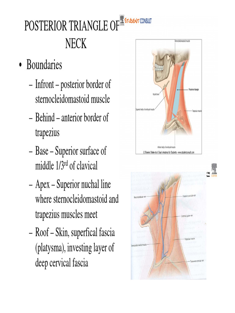 Anatomy of the Neck's Posterior Triangle | PDF | Social Science | Art