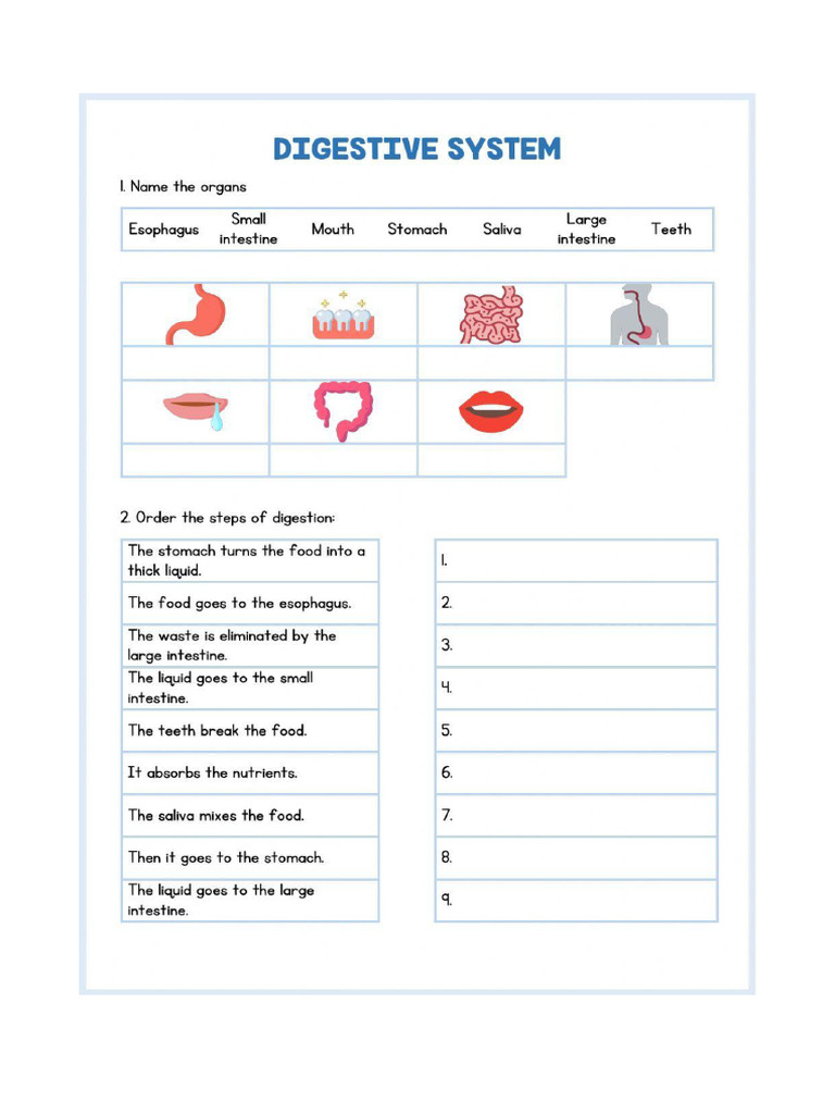 Digestive System | PDF