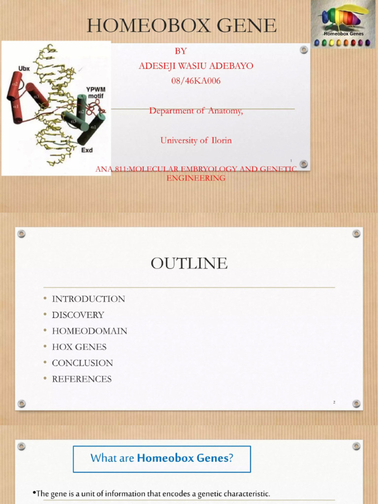 Homeobox Genes | PDF