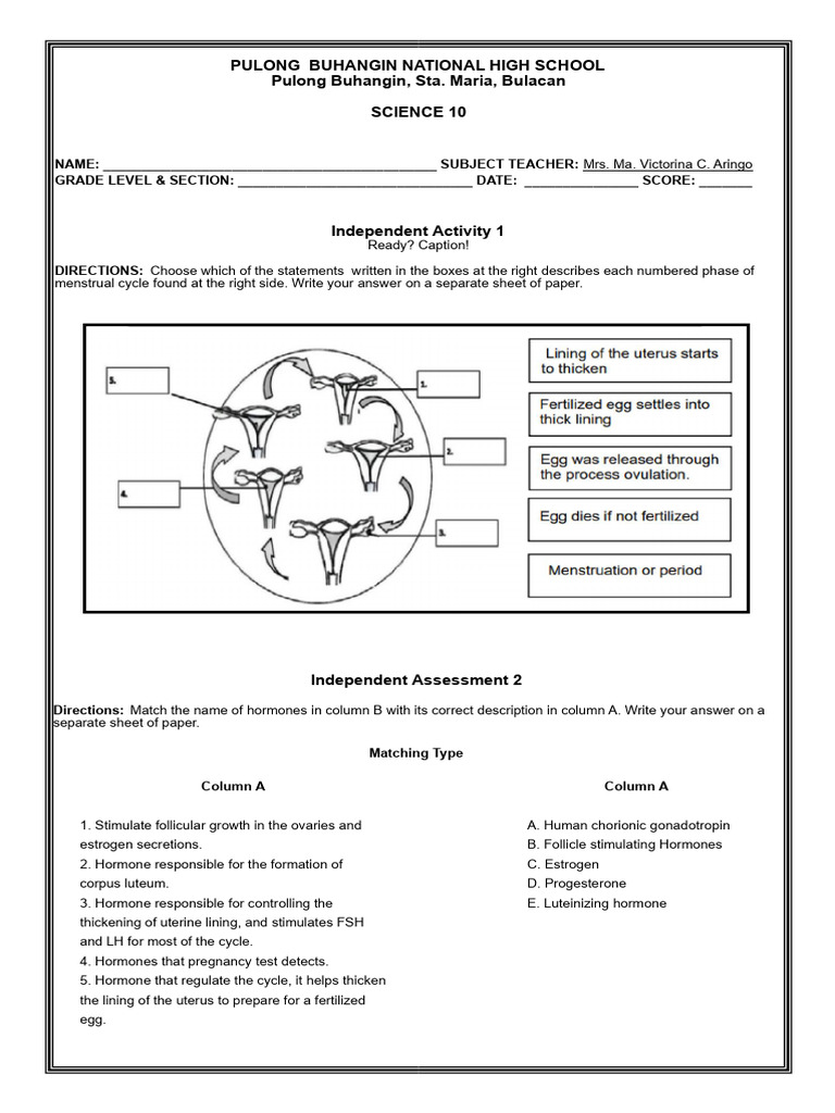 Menstrual Cycle Activity | PDF | Gynaecology | Animal Anatomy