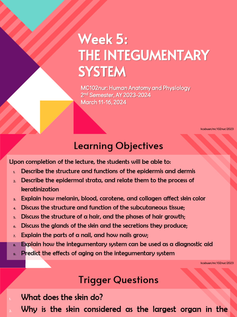The Integumentary System (STUDENT's COPY) | PDF | Epidermis | Skin