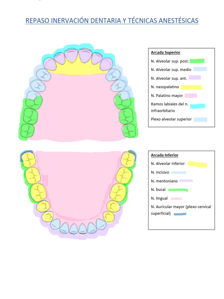 Inervación Dental y Técnicas Anestésicas | PDF | Diente | Boca