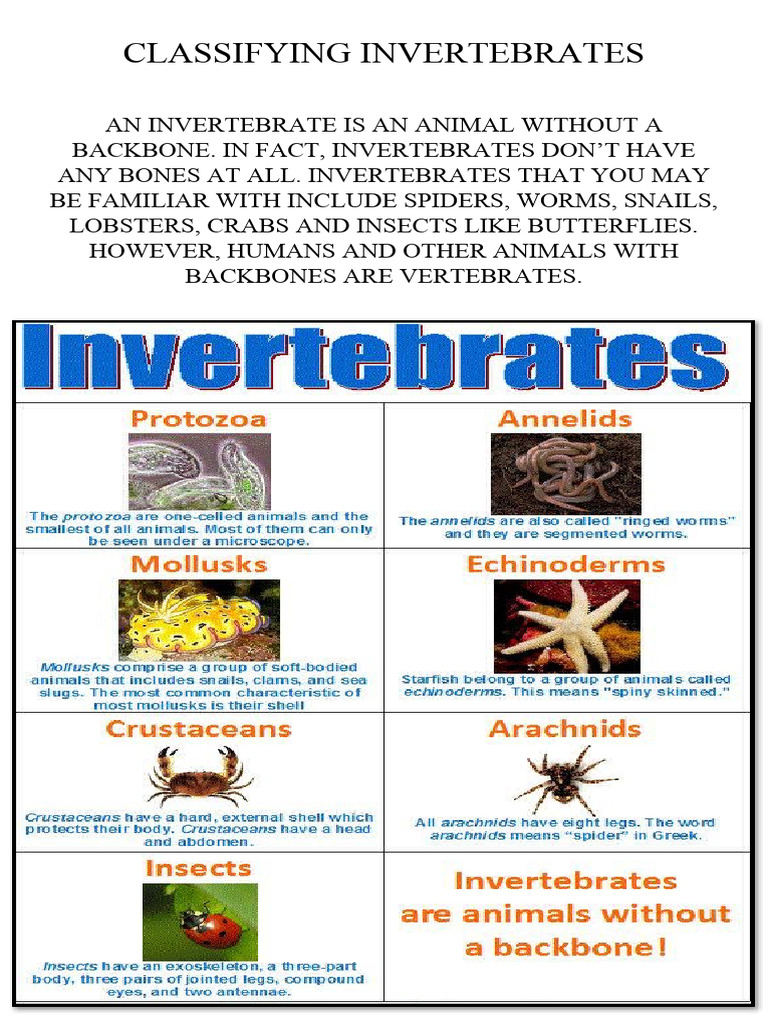 Classifying Invertebrates | Download Free PDF | Invertebrate | Crustacean