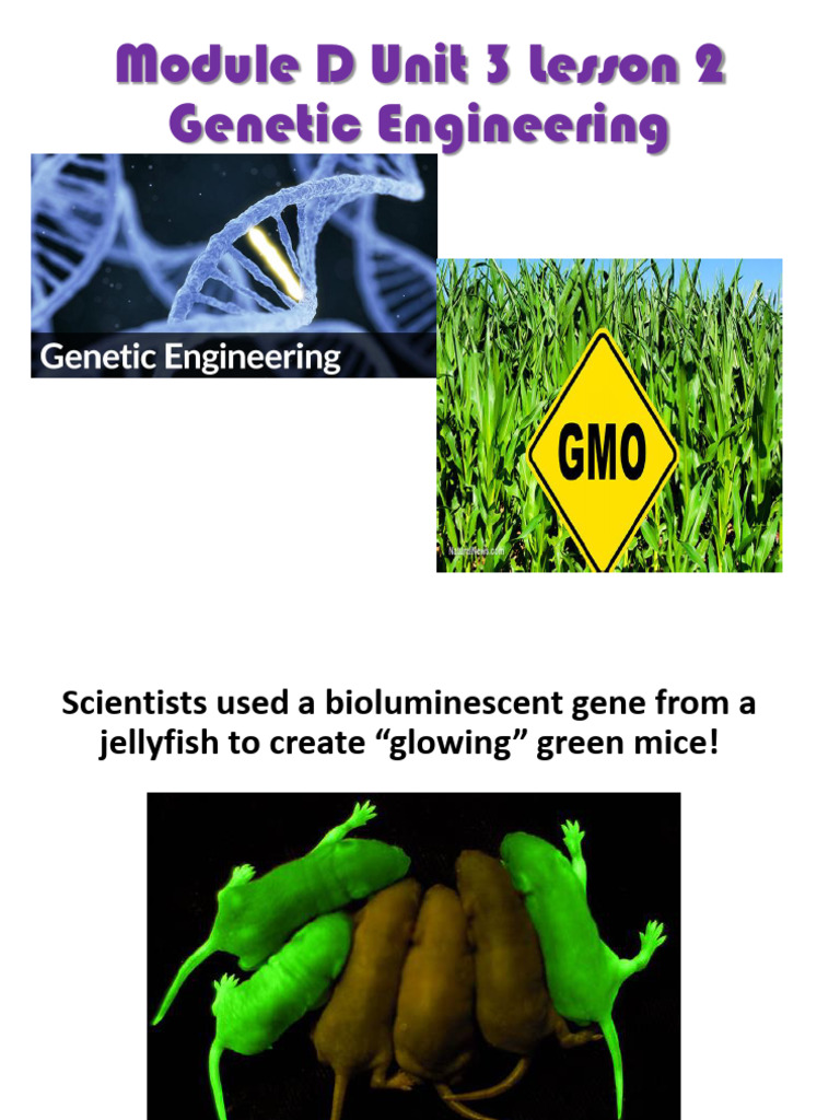 Module D Unit 3 Lesson 2 Genetic Engineering Modified Ahlsen | PDF | Genetic Engineering ...