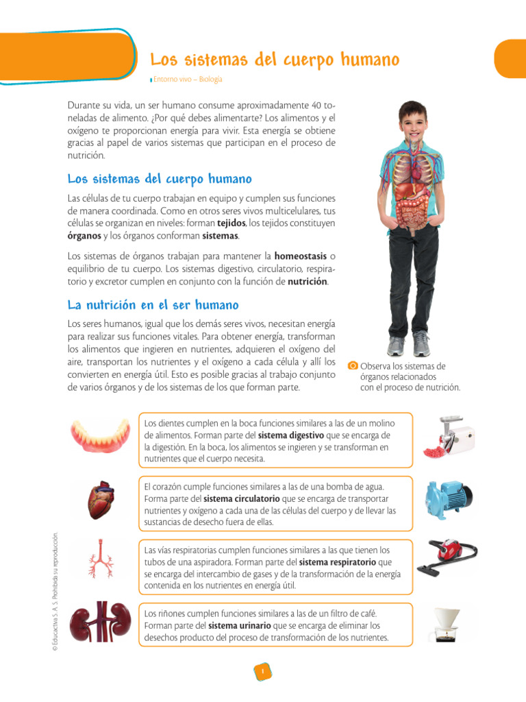 Sistemas del Cuerpo Humano | PDF | Nutrientes | Nutrición