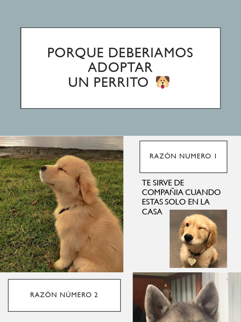 Perritos | PDF
