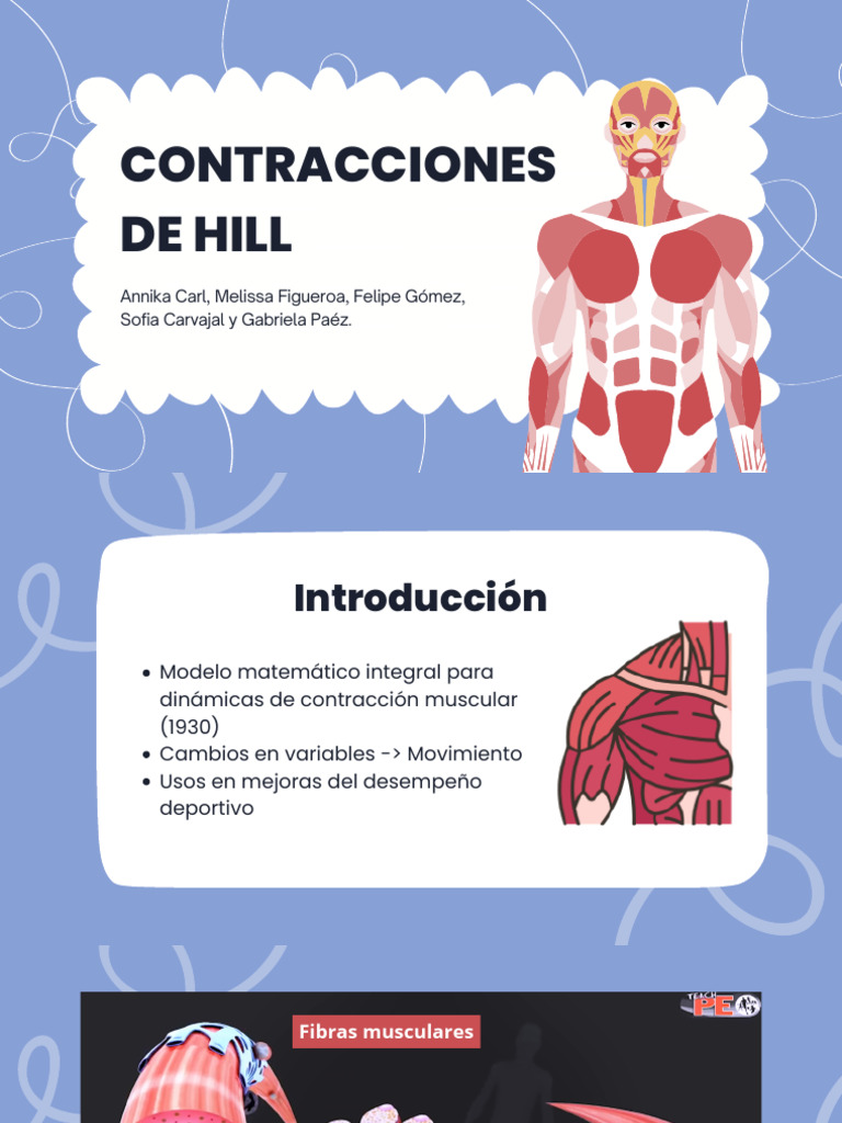 Modelo de Hill | Descargar gratis PDF | Músculo esquelético | Actina