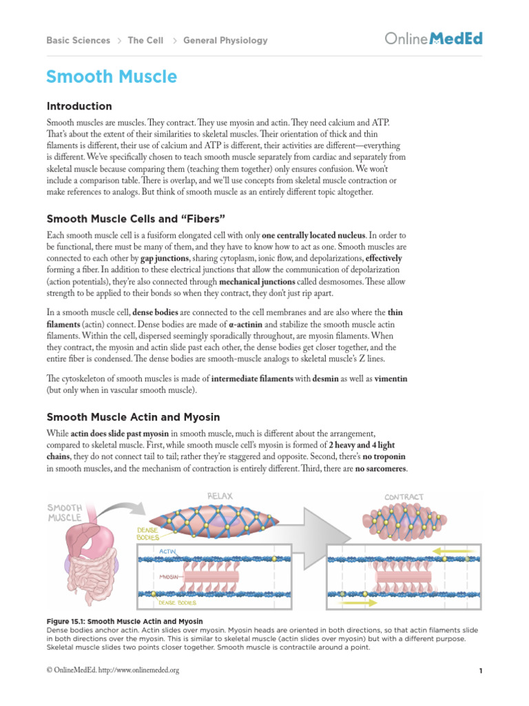 Smooth Muscle Physiology Explained | PDF | Muscle Contraction ...