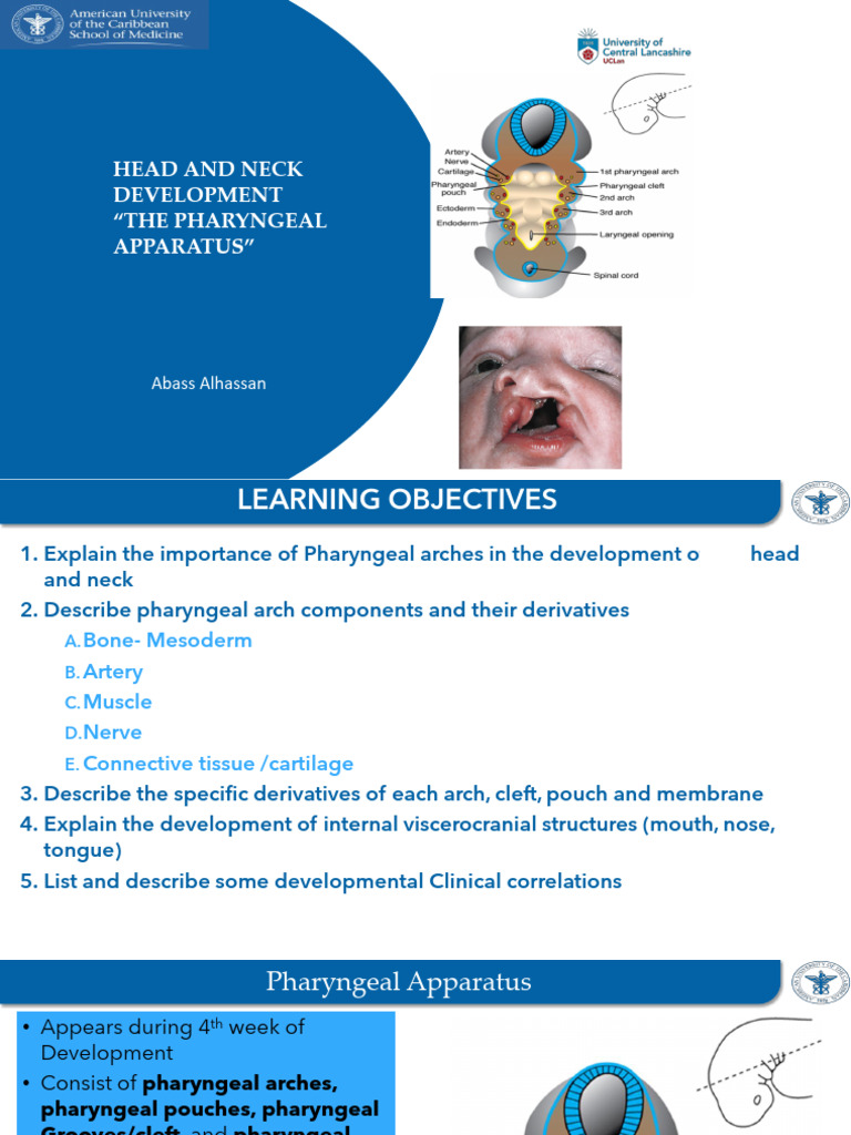 Head and Neck Development | PDF | Tongue | Anatomy