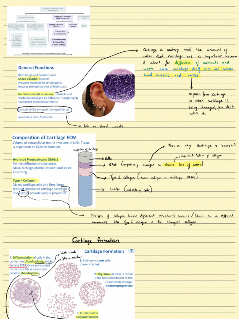 Histology Of Cartilage Bone And Bone Formation Pdf Bone Osteoblast