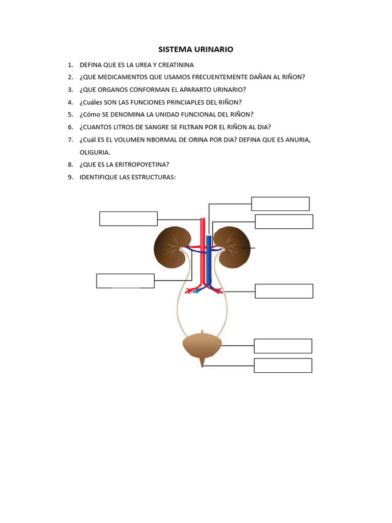 Funciones y Estructura del Sistema Urinario | PDF