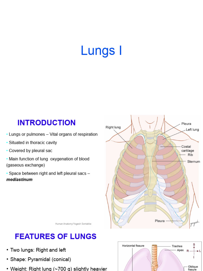 Lungs I | PDF | Lung | Thorax (Human Anatomy)