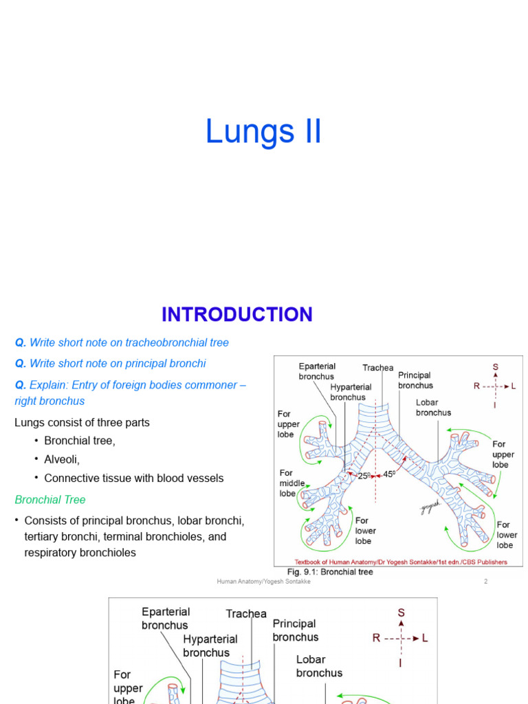 Lungs II | PDF | Lung | Respiratory System