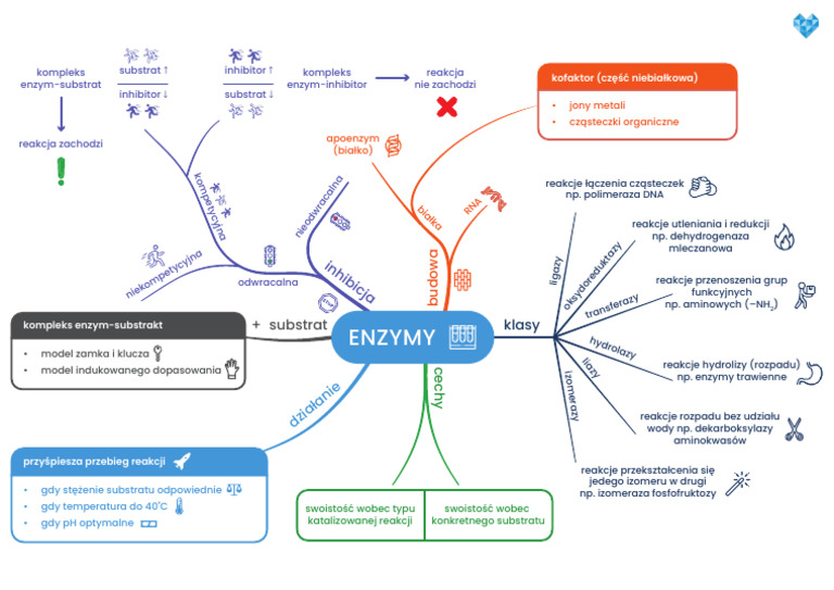 Mapa Mysli Enzymy Biomedica | PDF