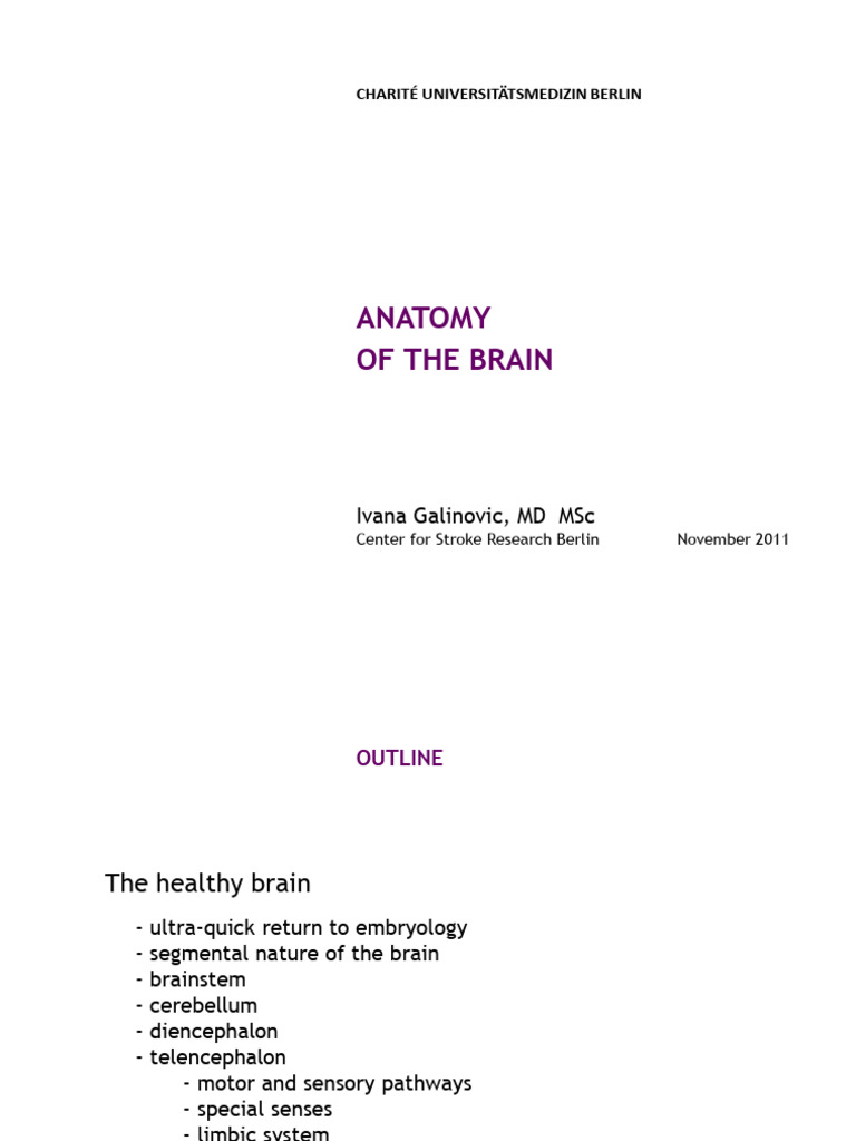 1.4 Overall Anatomy of The Brain | PDF | Cerebrum | Brainstem