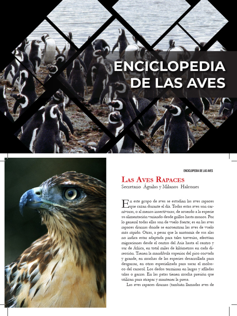 practico Enciclopedia Aves (2) | PDF | Aves | Aves de presa