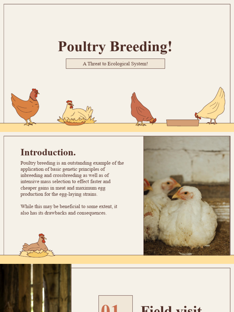 Broiler Chicken Farms | PDF | Poultry Farming | Meat