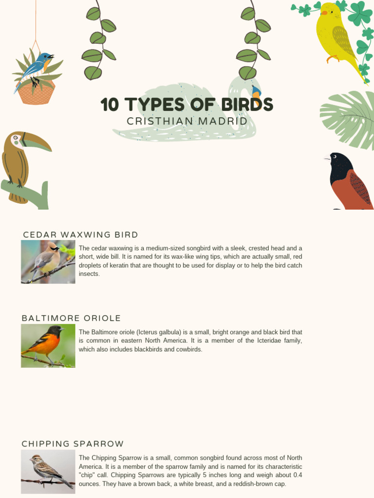 10 types of birds | PDF | Birds | Holarctic Birds