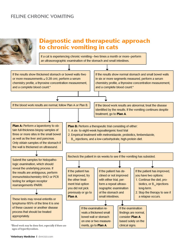 Chronic Vomiting in Cats: Diagnosis Guide | PDF | Clinical Medicine ...