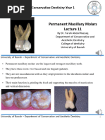 13 - Maxillary 2. Molar | PDF | Dental Anatomy | Tooth