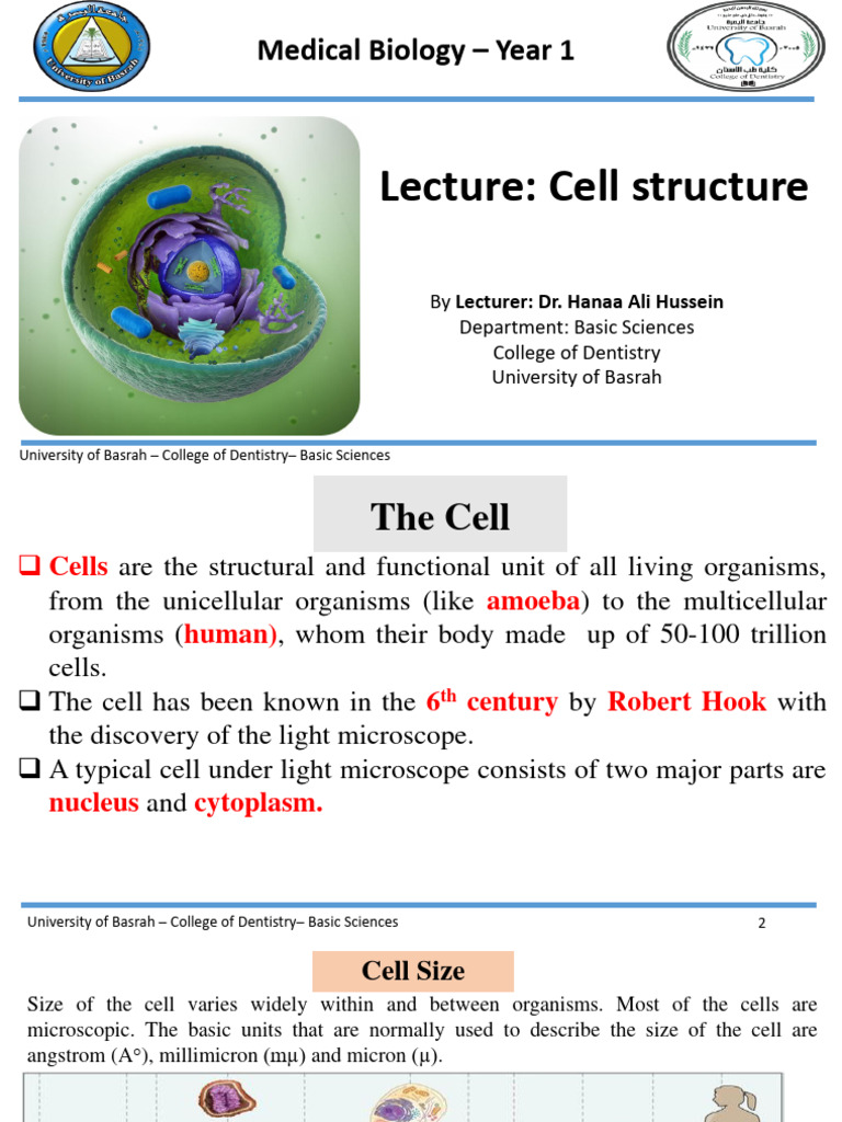 Lecture 2 Cell Structure 2024 | PDF | Endoplasmic Reticulum | Cell Nucleus