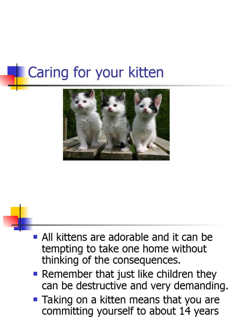 Lecture 14 (Caring For Your Kitten) | PDF | Cats | Kitten