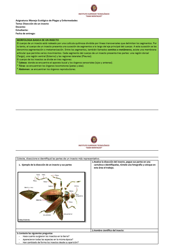 Infografía de La Disección de Un Insecto | PDF