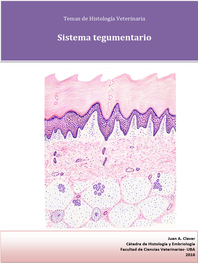 Sistema Tegumentario | PDF