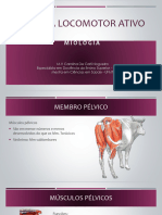 Musculos Quadril Tabela | PDF | Quadril | Anatomia dos membros inferiores