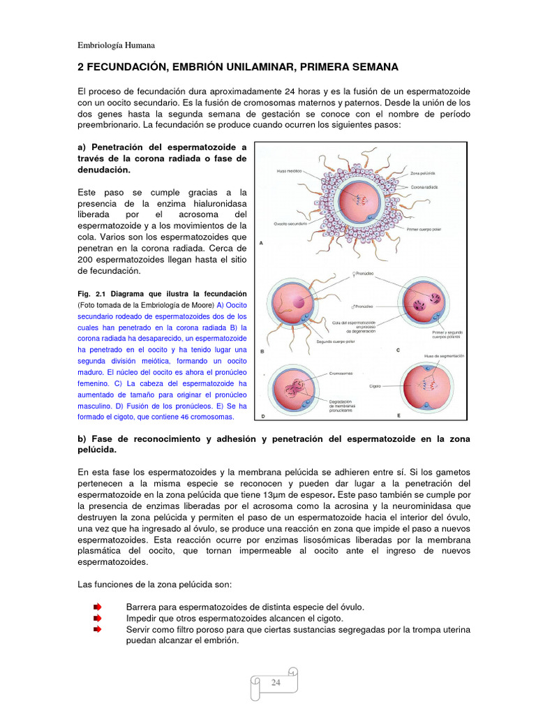 2 Primera Semana | PDF | Embrión | Biología Celular