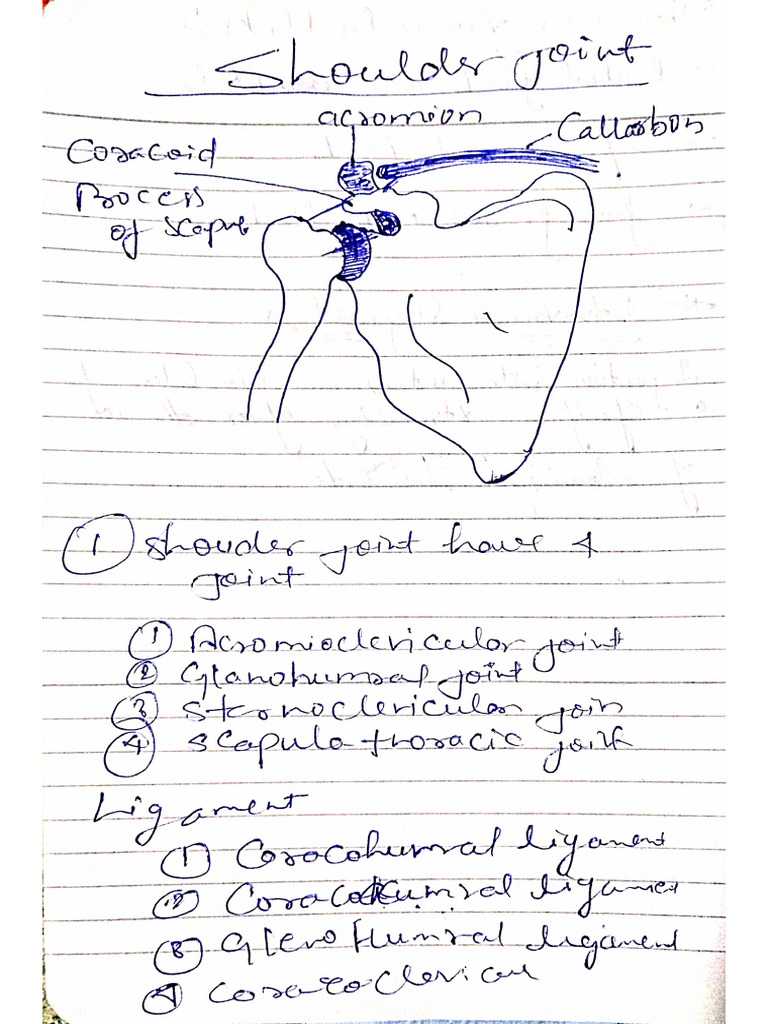 Shoulder Joint - Anatomy& Biomechanics | PDF