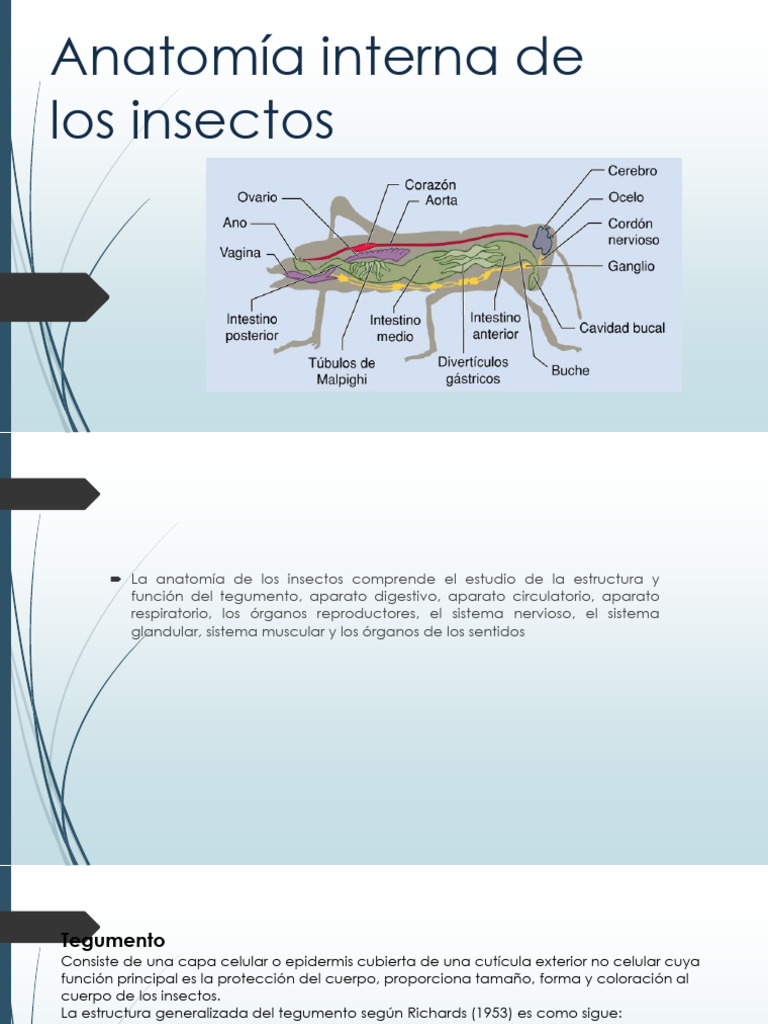 Principios de La Anatomía Interna de Los Insectos | PDF | Feromona ...