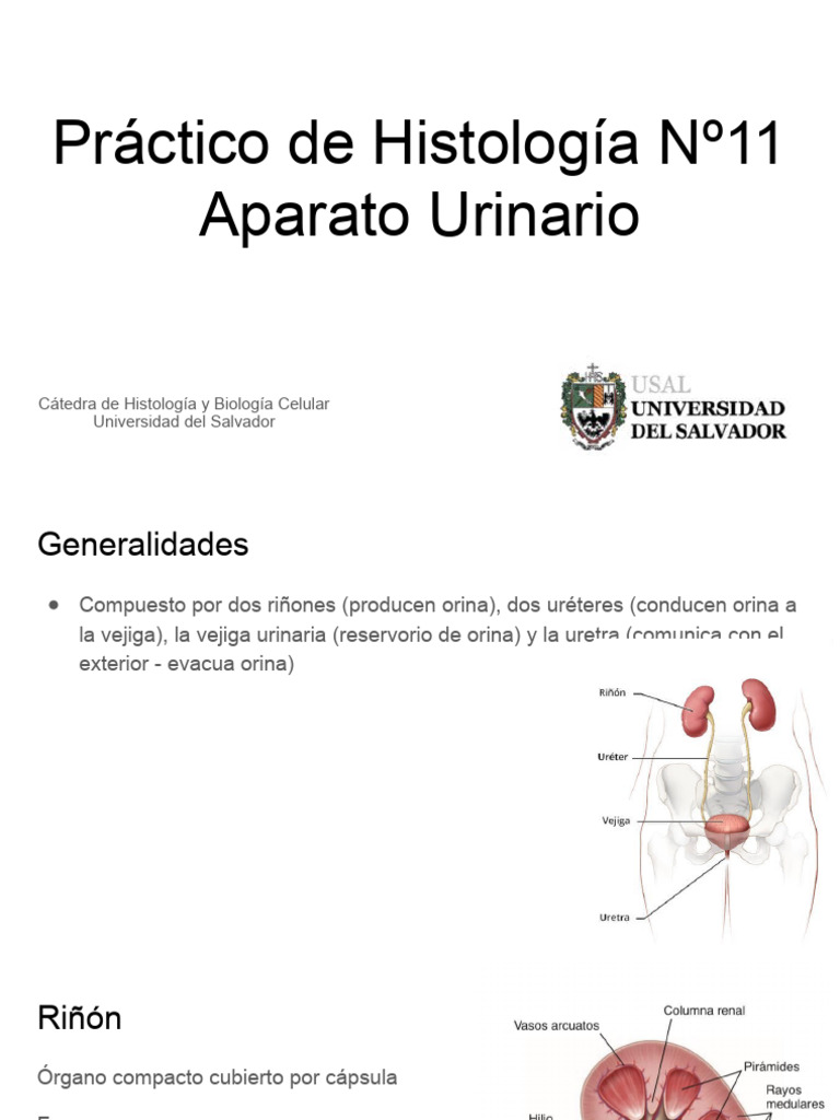 Histología del Aparato Urinario | PDF | Riñón | Anatomia animal