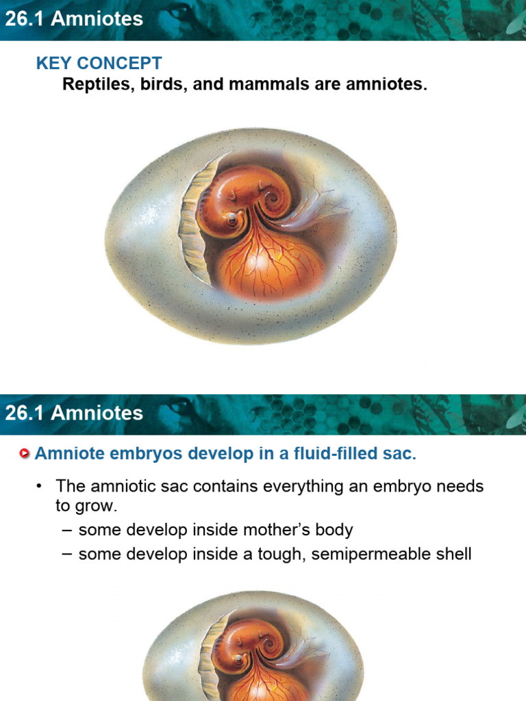 Amniota Synapsida | PDF | Reptile | Birds