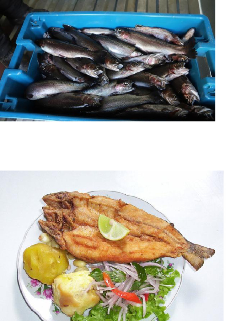 Tuchas | PDF