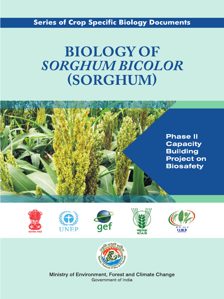 8 Biology of Sorghum Biocolor Sorghum | PDF