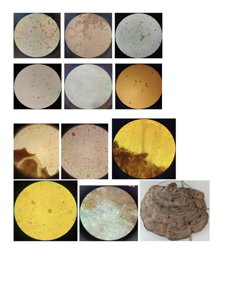 Imagenes Guia Micro | PDF