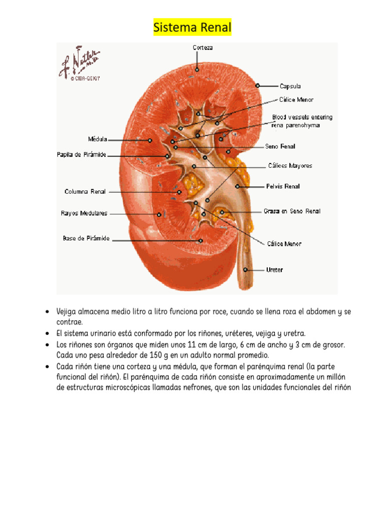 Funciones y Estructura del Sistema Renal | PDF | Ciencias sociales ...