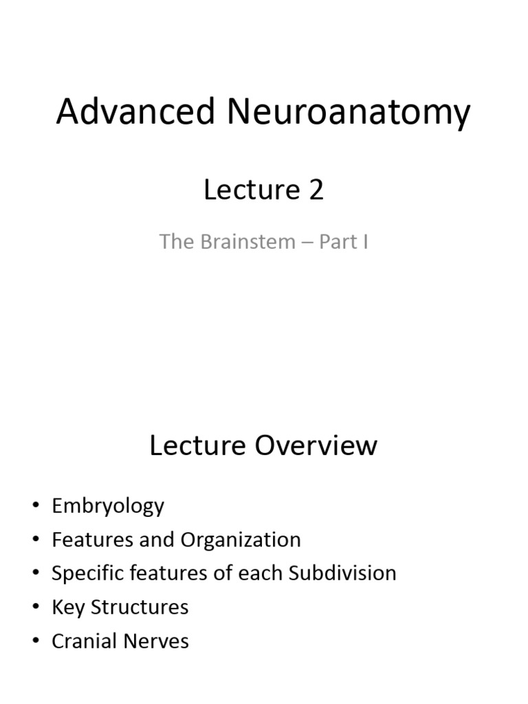 2.Brainstem I | PDF | Brainstem | Neuroanatomy