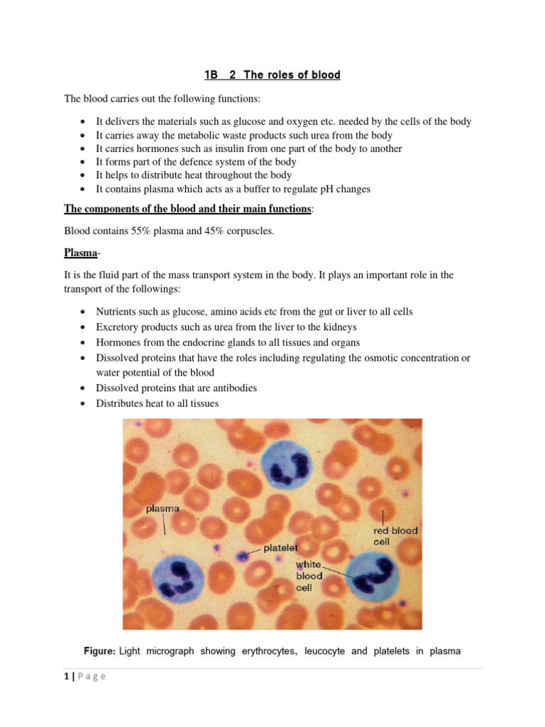 1B 2 The Roles of Blood | PDF | Hemoglobin | Blood
