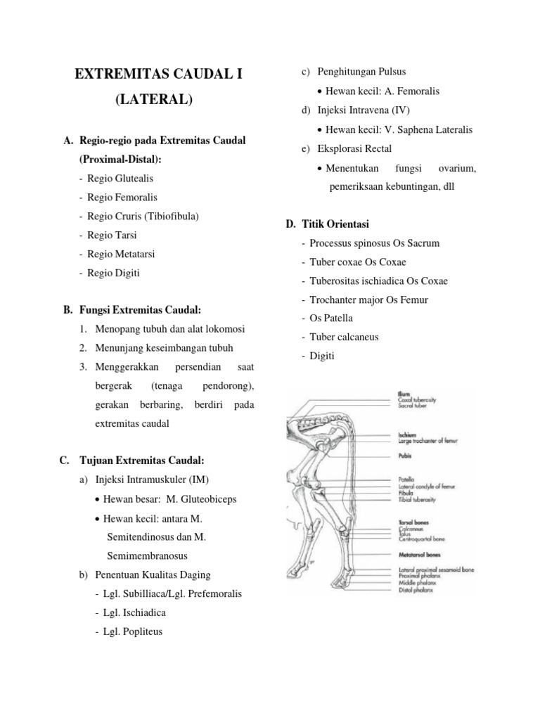 TM Extremitas Caudal - Lateral | PDF