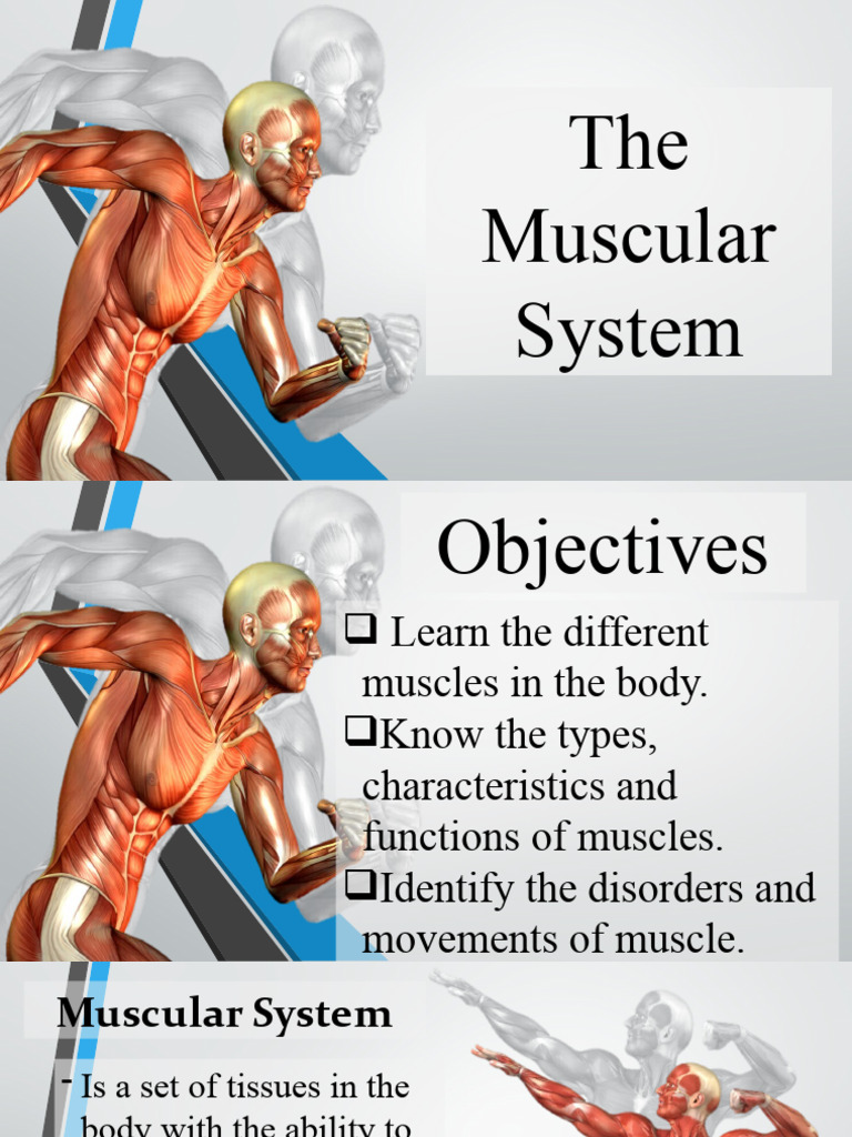 Muscular System2 | PDF | Anatomical Terms Of Motion | Muscle